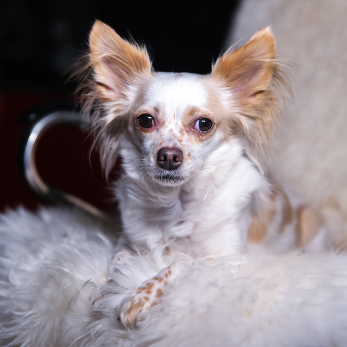 7 Best Pet Photography Lighting Setups With One Light & Tips