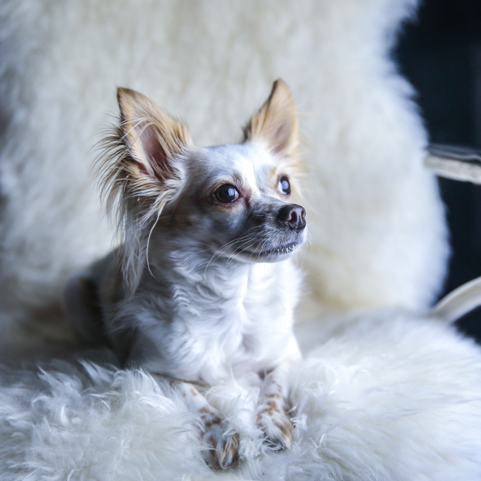 7 Best Pet Photography Lighting Setups With One Light & Tips