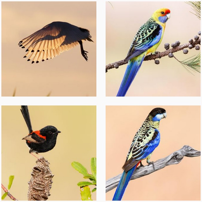 25 Most Influential Bird Photographers to Follow in 2026